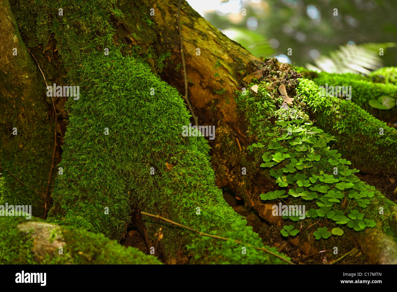 Moss covered tree roots hi-res stock photography and images - Alamy