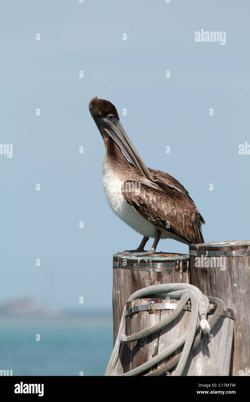 Brown Pelican (Pelecanus occidentalis) at a pier at Key West, Florida ...