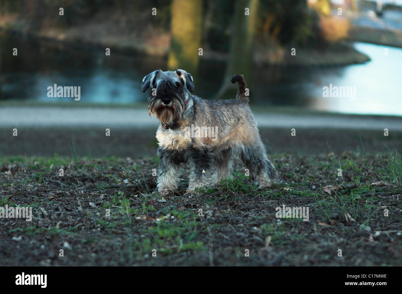 standing schnauzer close to the river Stock Photo - Alamy