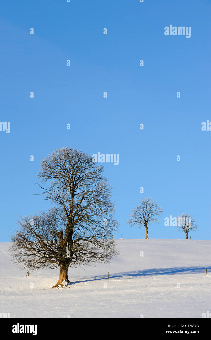 Black Alder, European Alder or Common Alder (Alnus glutinosa) in snow ...