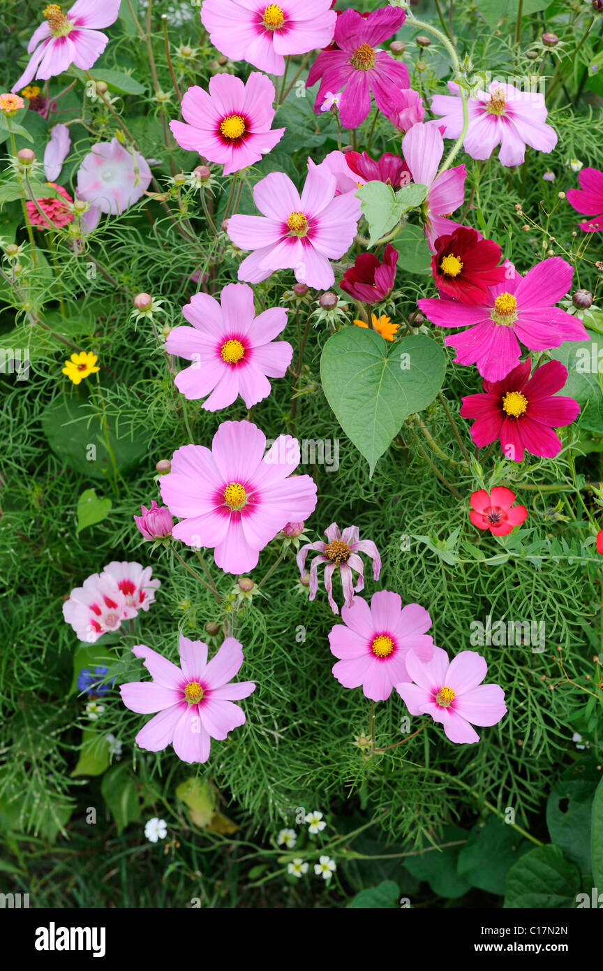 Mexican Aster Cosmos Bipinnatus High Resolution Stock Photography and ...
