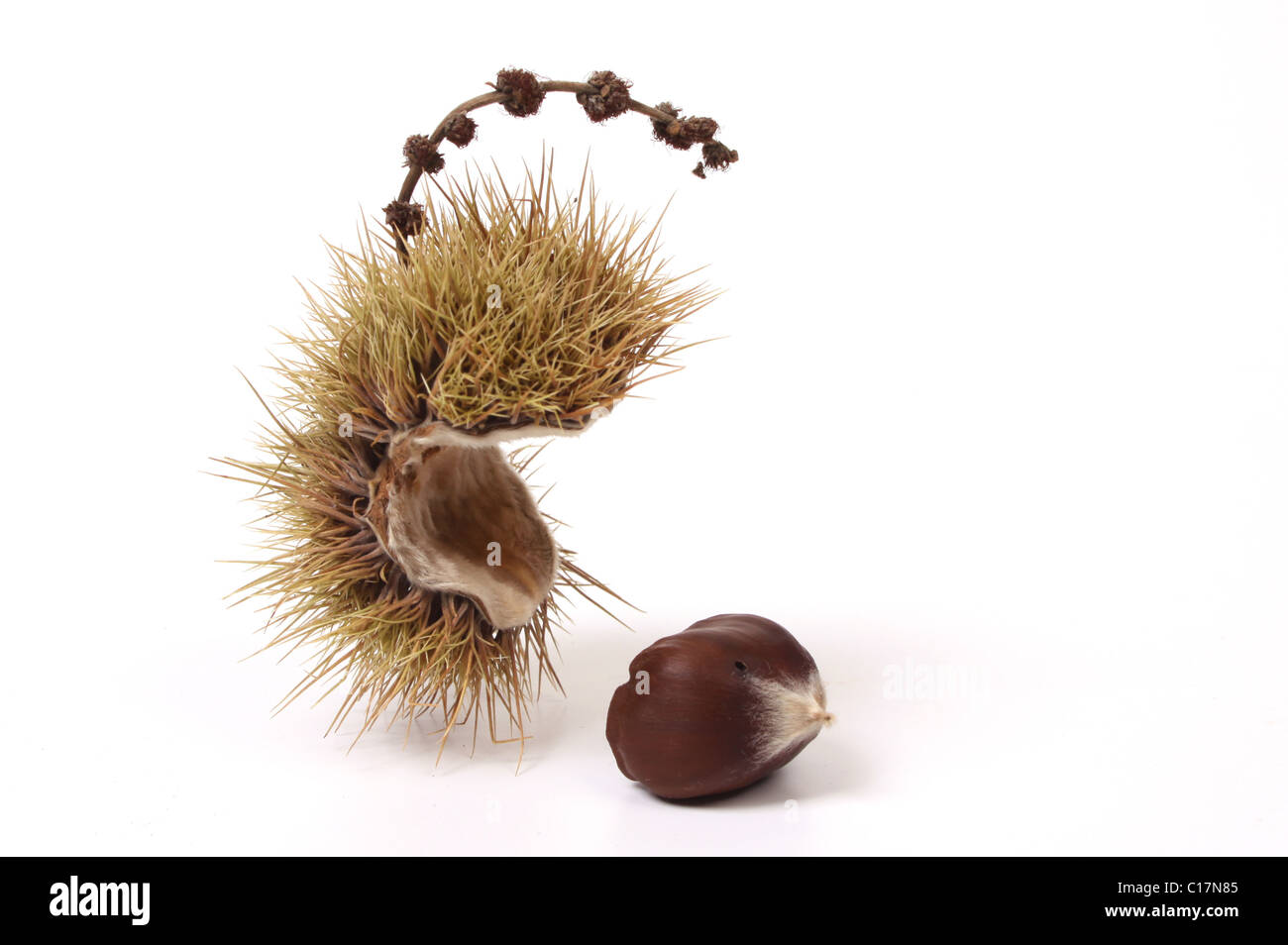 Husk chestnut hi-res stock photography and images - Alamy