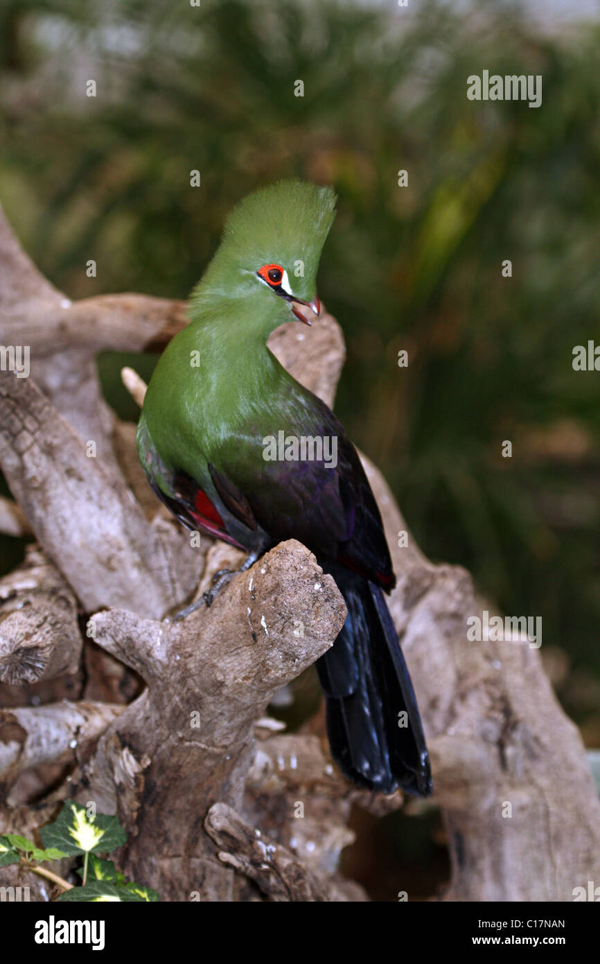 Tauraco persa hi-res stock photography and images - Alamy