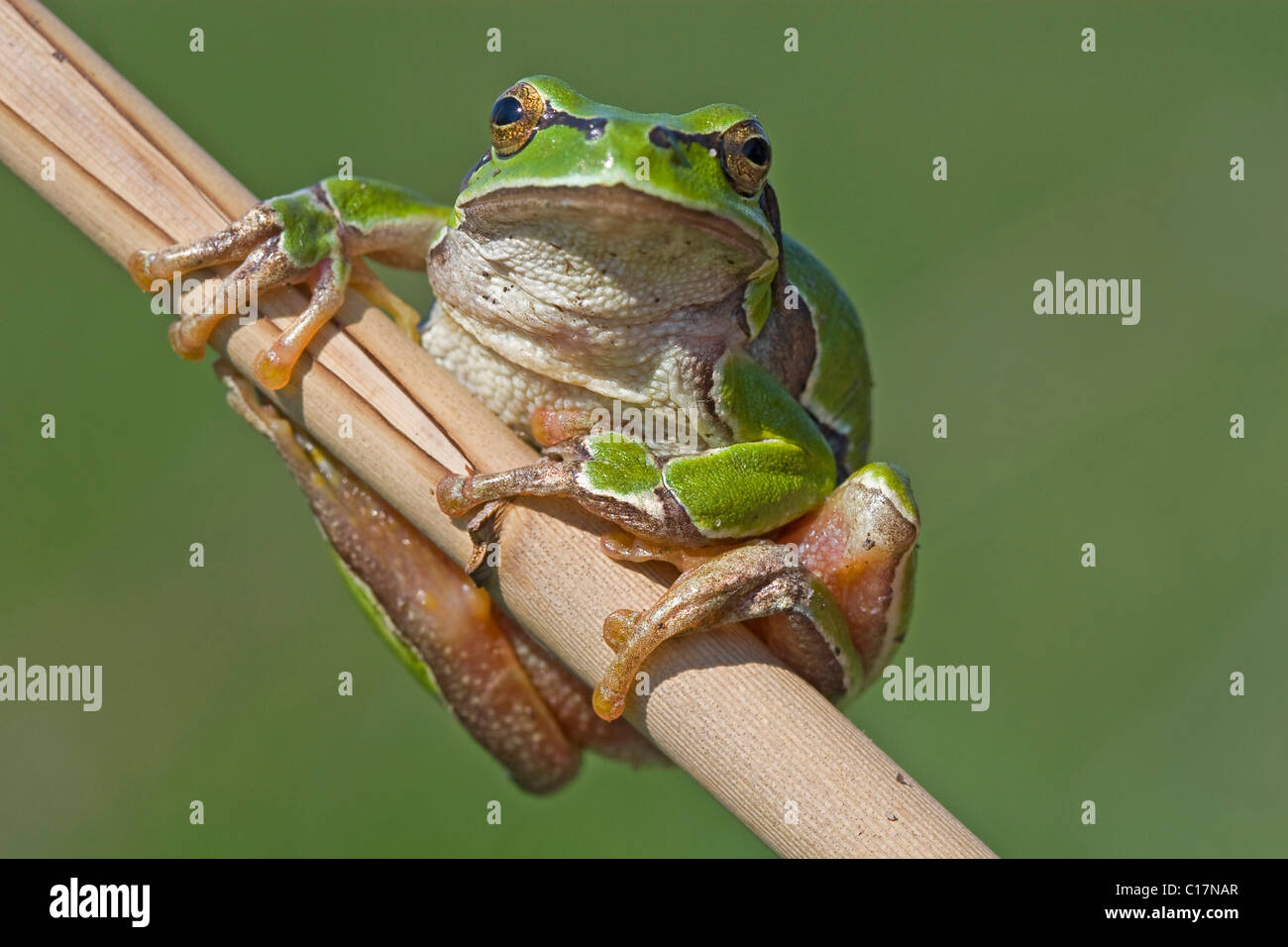 Single common tree frog hi-res stock photography and images - Alamy