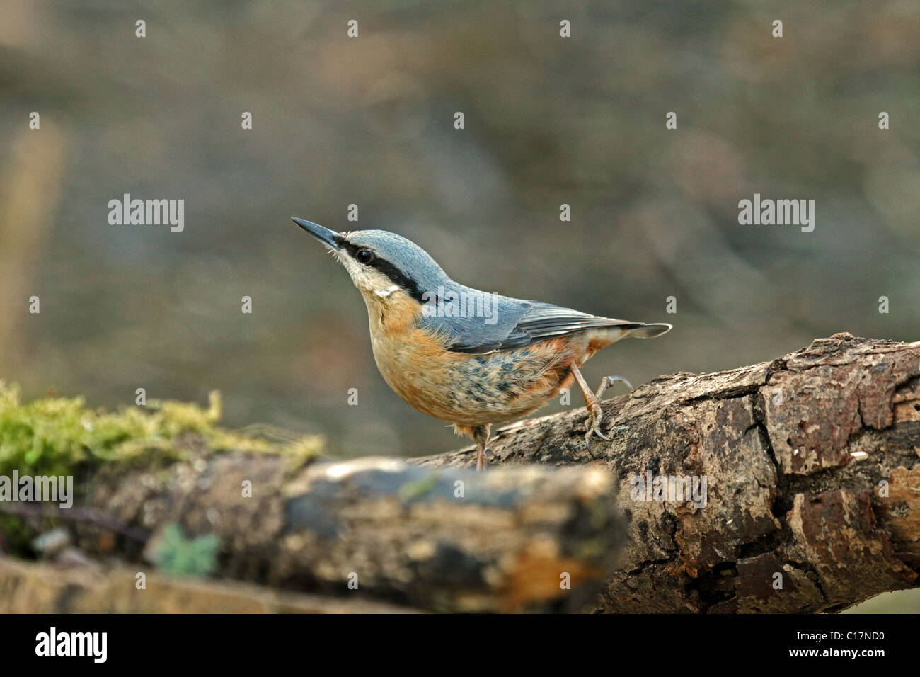 Eurasian Nuthatch (Sitta europaea Stock Photo - Alamy