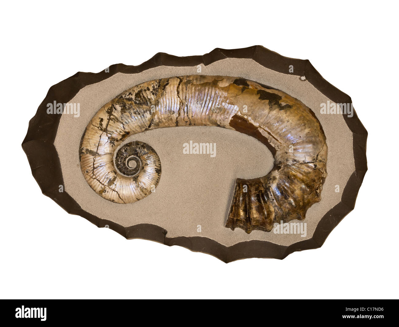 Heteromorph Ammonite - Ancycloceras matheronianus - from Cretaceous ...