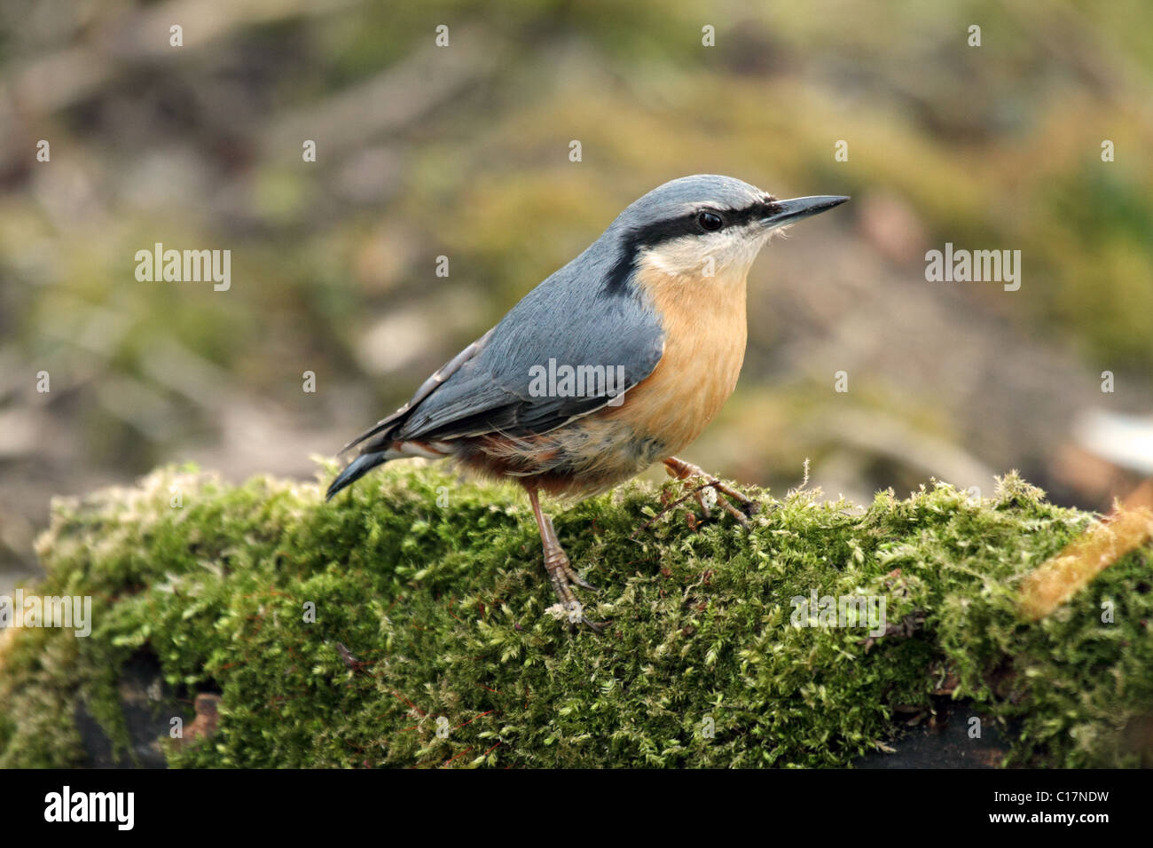 Eurasian Nuthatch (Sitta europaea Stock Photo - Alamy