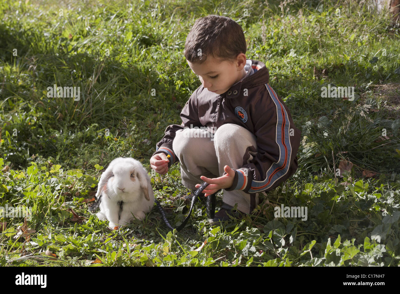 little boy with pet rabbit on lead Stock Photo - Alamy