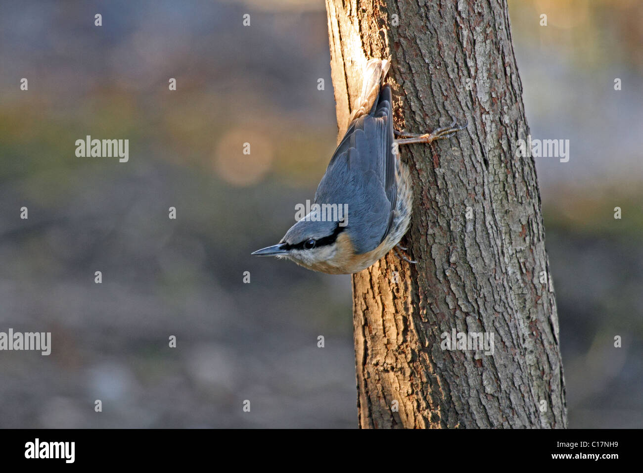 Eurasian Nuthatch (Sitta europaea Stock Photo - Alamy