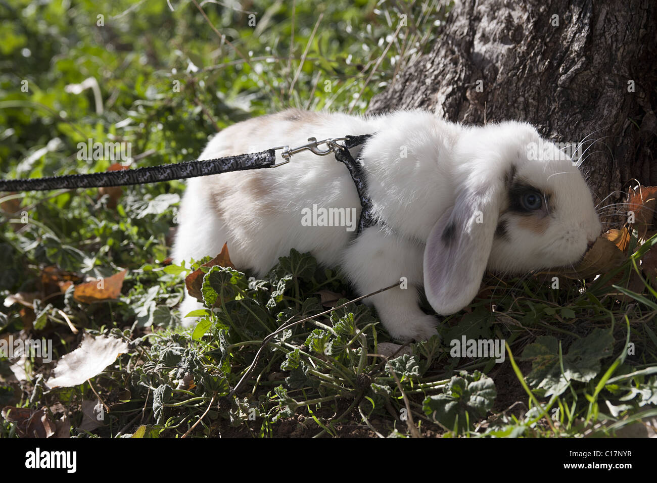Dwarf lop rabbit hi-res stock photography and images - Alamy