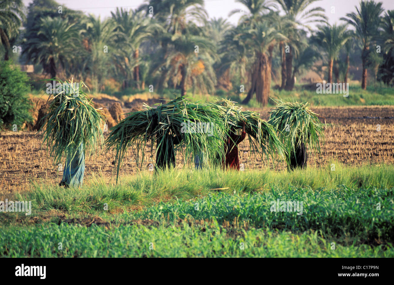Egypt, Upper Egypt, Luxor, harvest of the cane with sugar Stock Photo ...