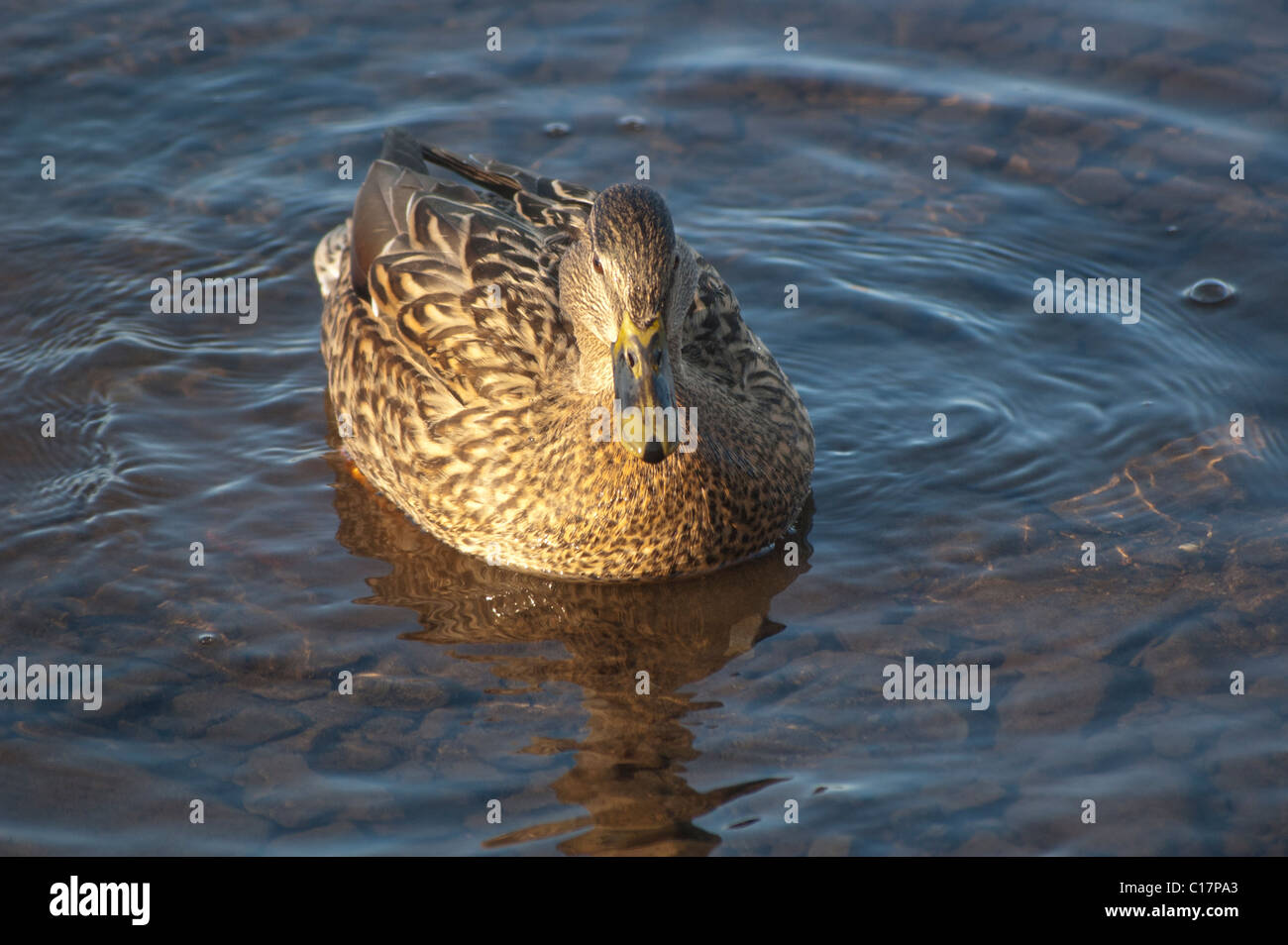 Swimming duck feet hi-res stock photography and images - Alamy