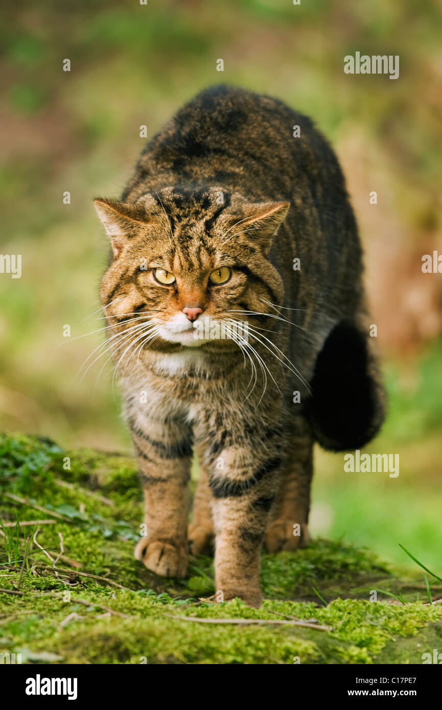 Scottish wildcat hi-res stock photography and images - Alamy