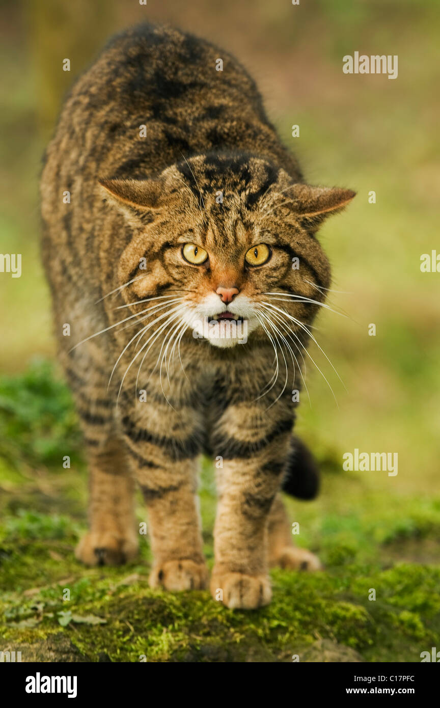 Scottish wildcat hi-res stock photography and images - Alamy