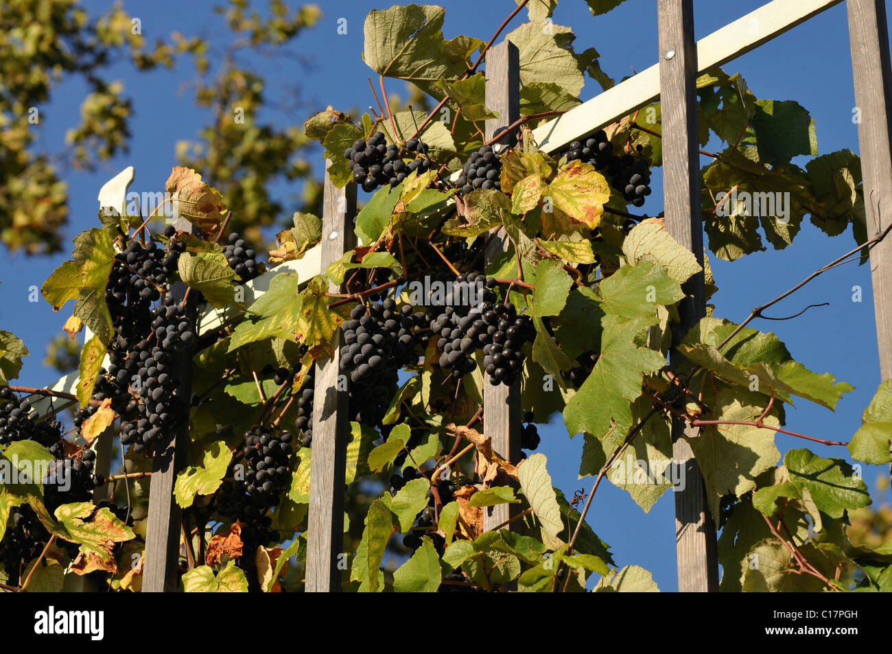 Grapes, grapevine, Stadtpark, Vienna, Austria, Europe Stock Photo - Alamy