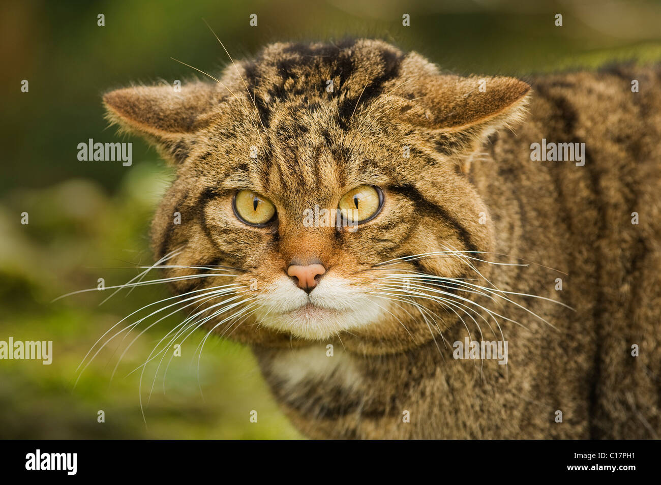 Scottish wildcat hi-res stock photography and images - Alamy
