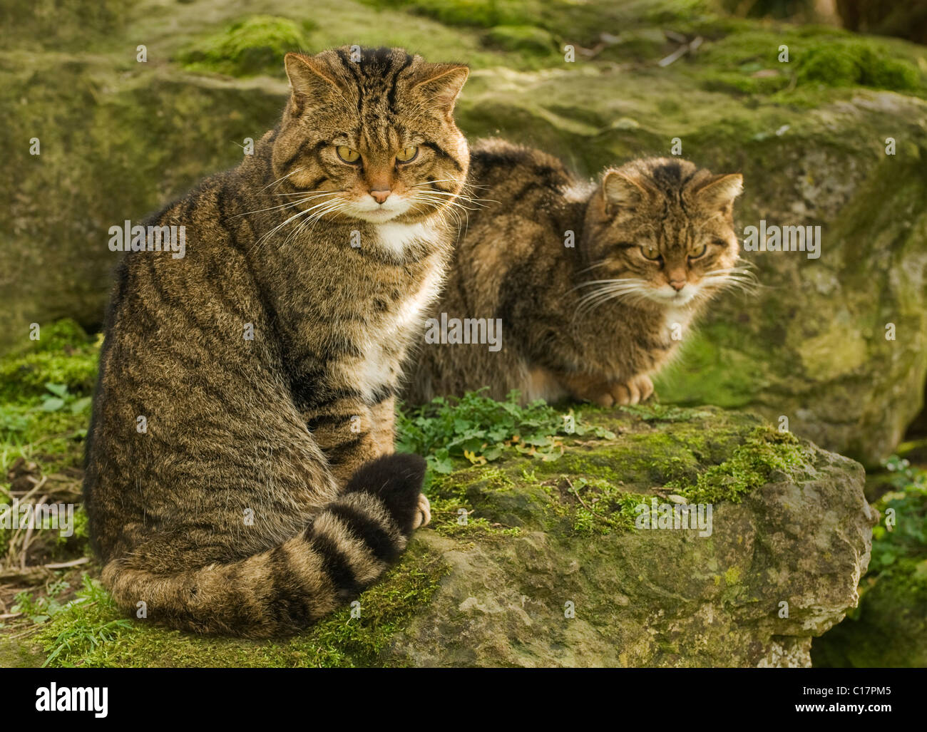Scottish Wildcat (Felis silvestris) Captive Port Lympne Wild Animal ...