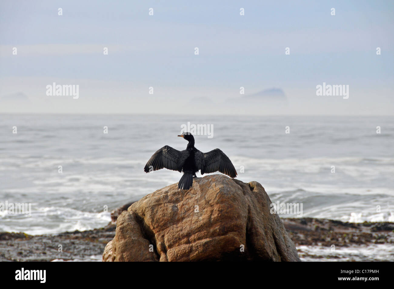 Cape Cormorant (Phalacrocorax capensis) on St. James beach near ...