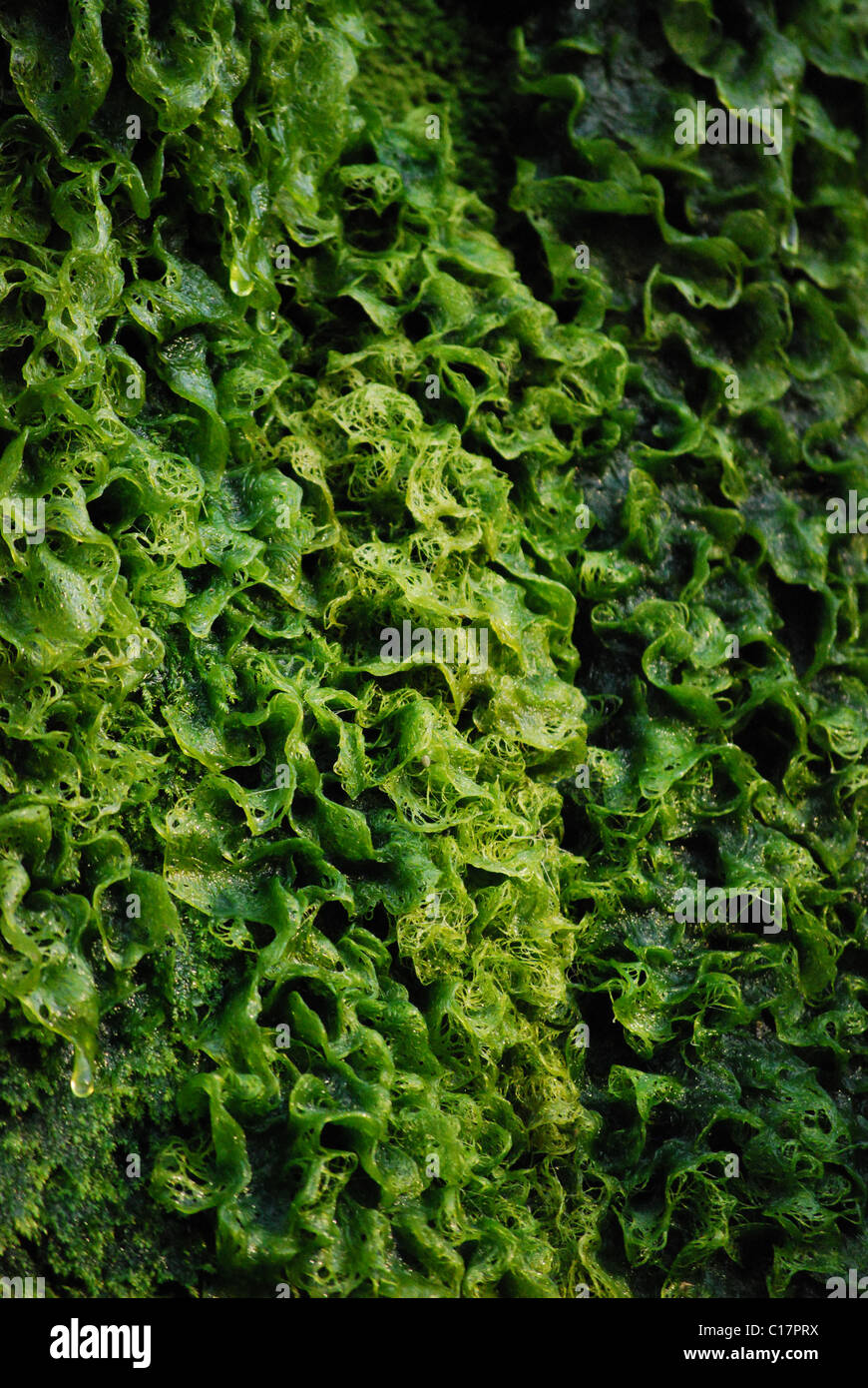 Green slime fungus hi-res stock photography and images - Alamy