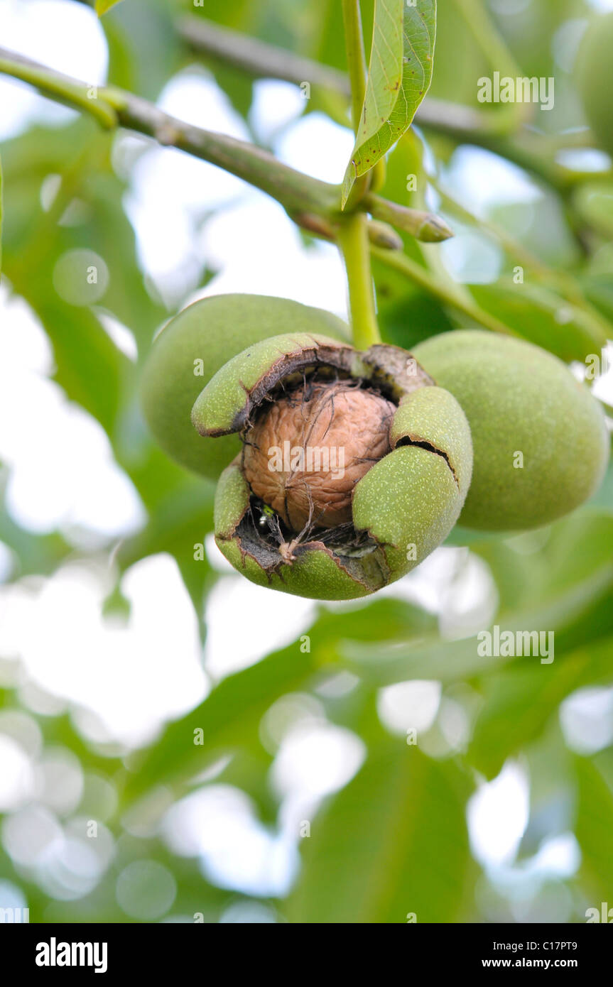 Common Walnut (Juglans regia) on a tree Stock Photo - Alamy