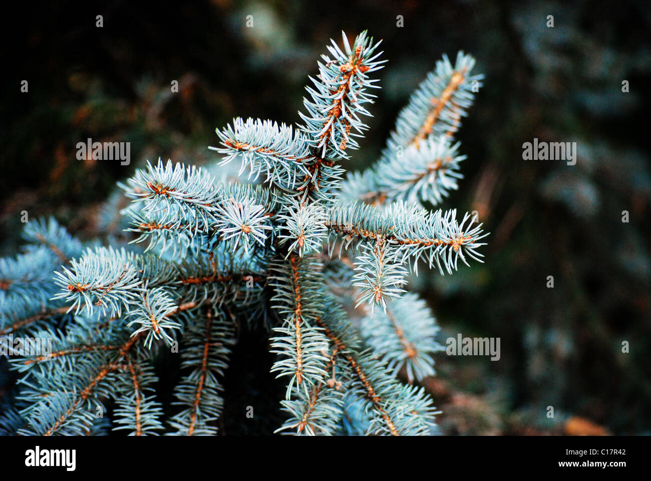 Barren christmas tree hi-res stock photography and images - Alamy