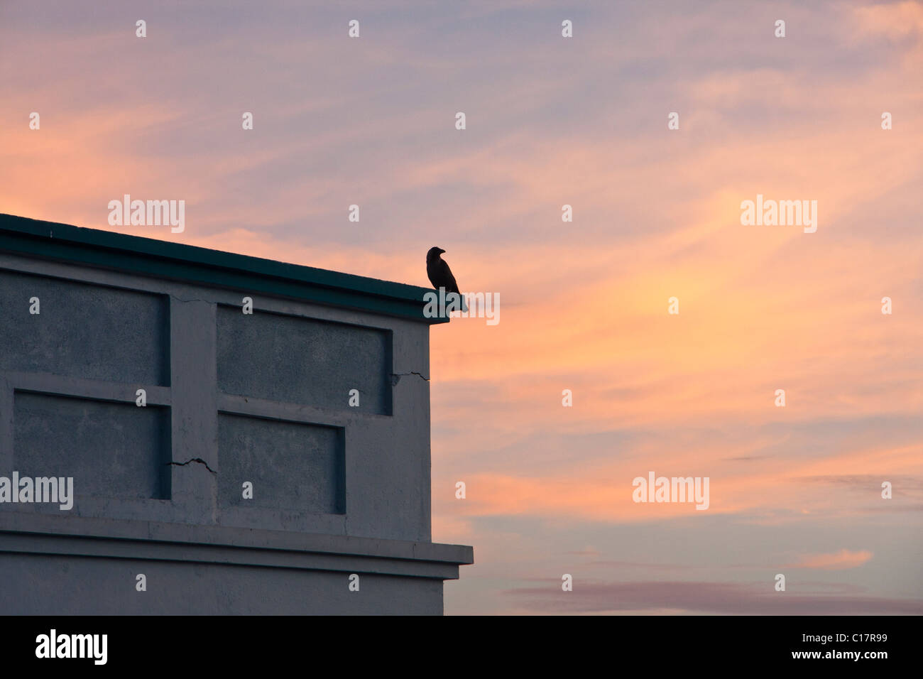Bird on the top of a roof during sunset time Stock Photo - Alamy