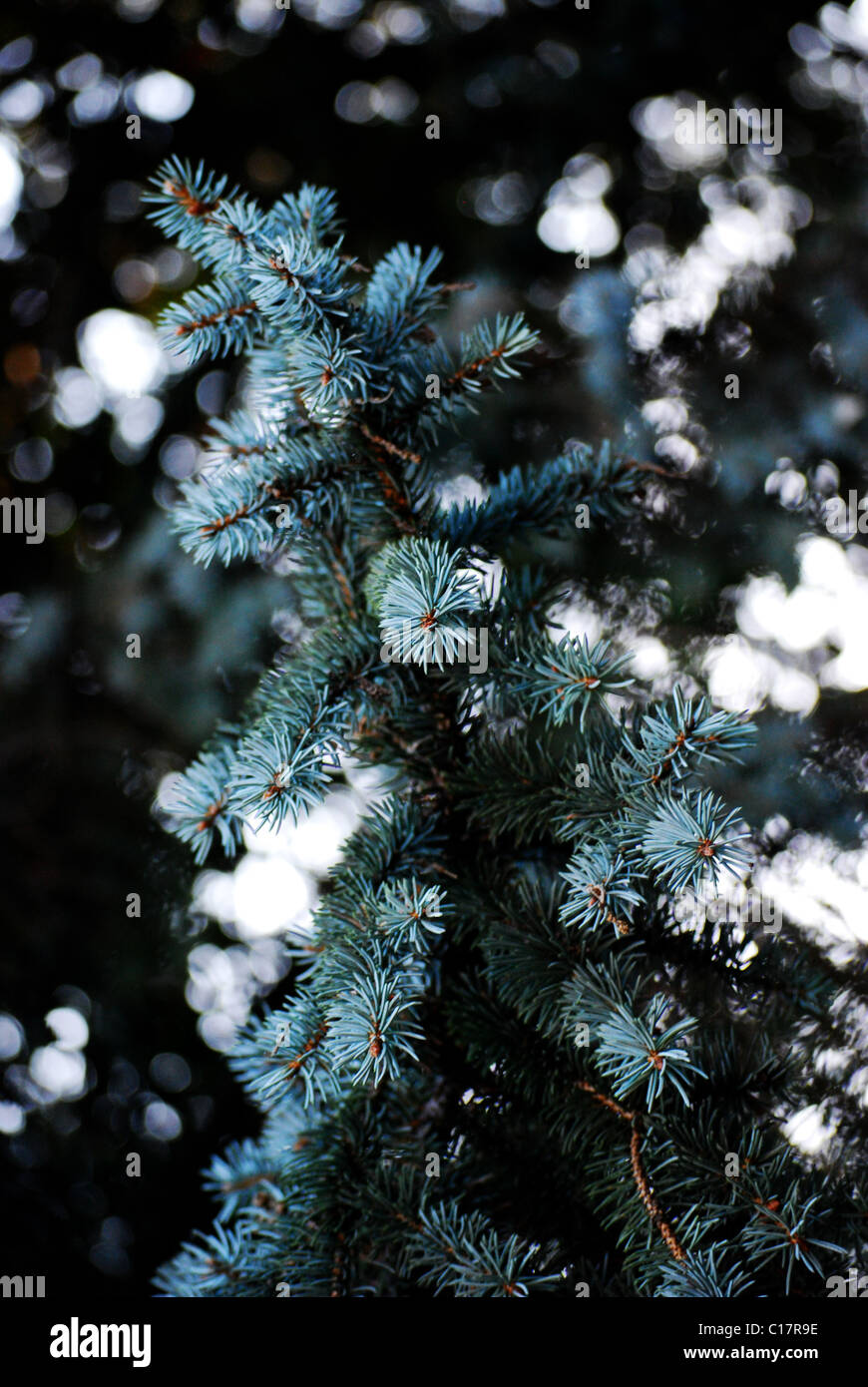 Barren christmas tree hi-res stock photography and images - Alamy