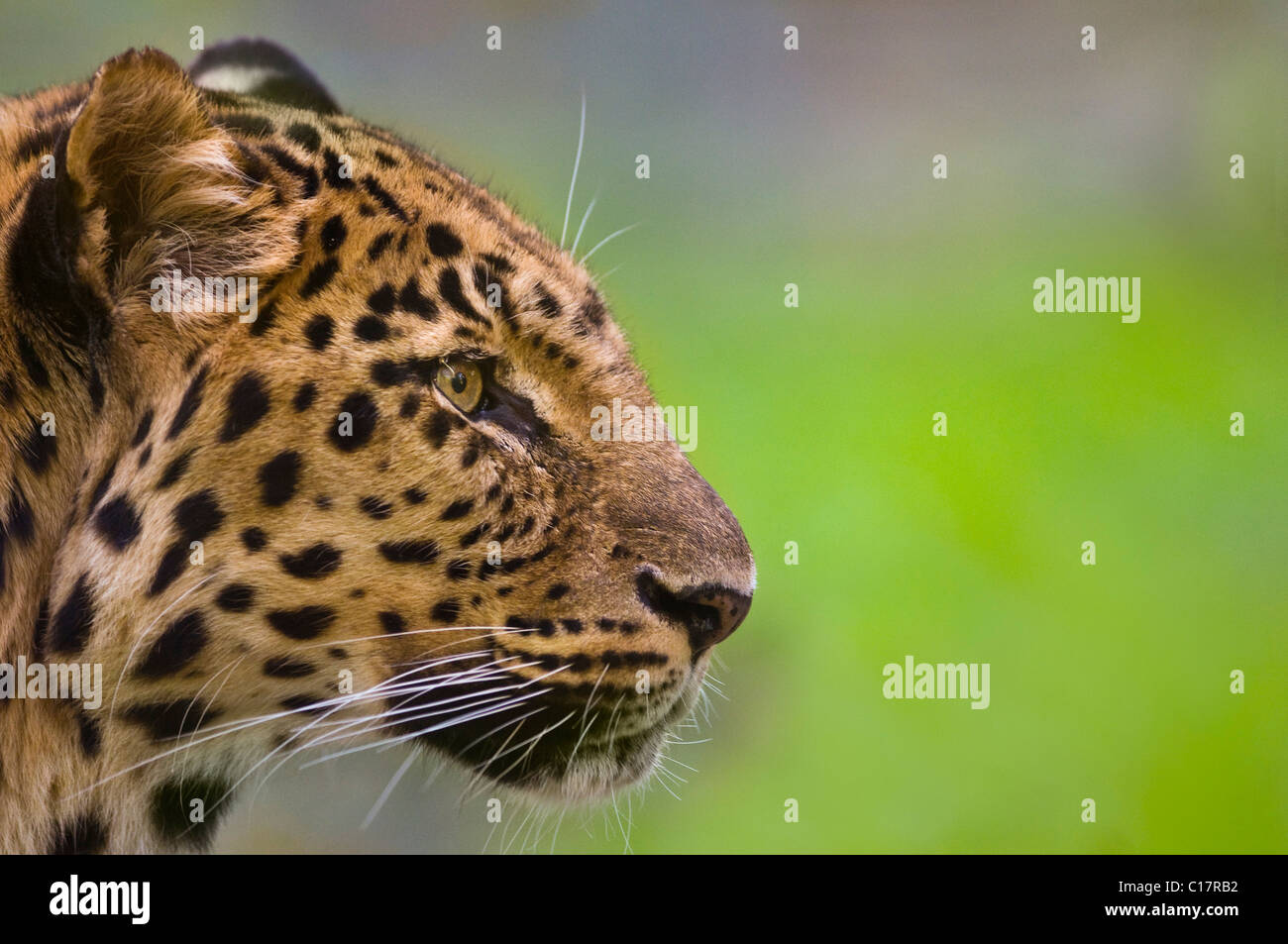 Leopard face detail hi-res stock photography and images - Alamy
