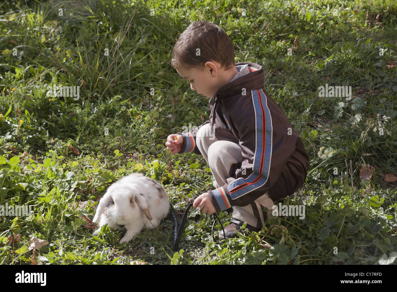 little boy with pet rabbit on lead Stock Photo - Alamy