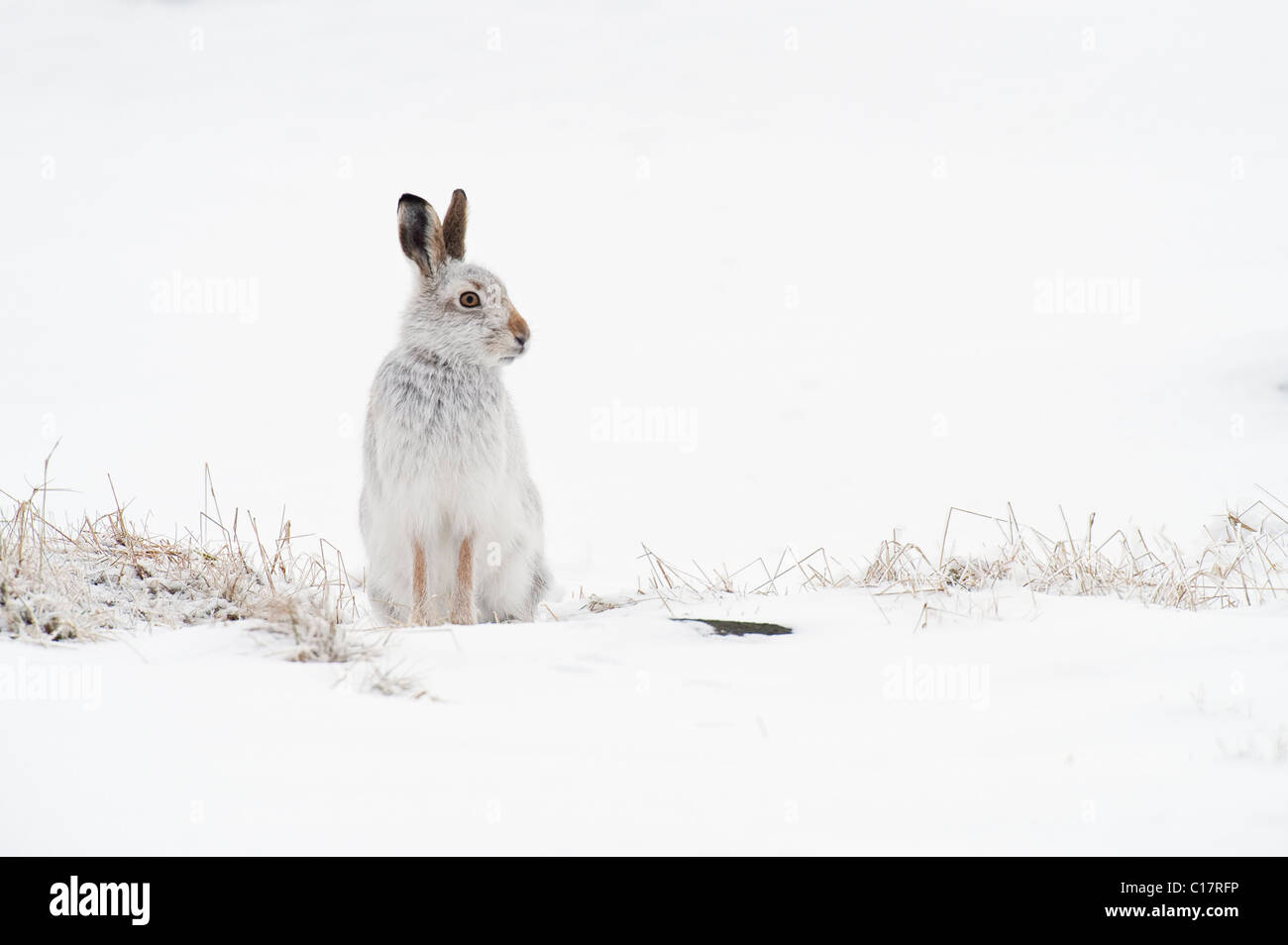 Mountain hare (Lepus timidus) in winter coat. Peak District, Derbyshire ...