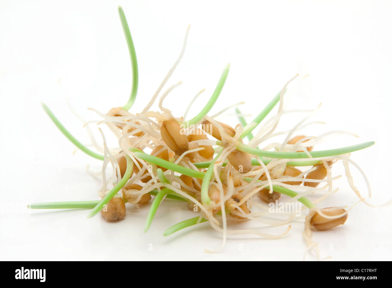 Wheat sprouts on white background Stock Photo - Alamy