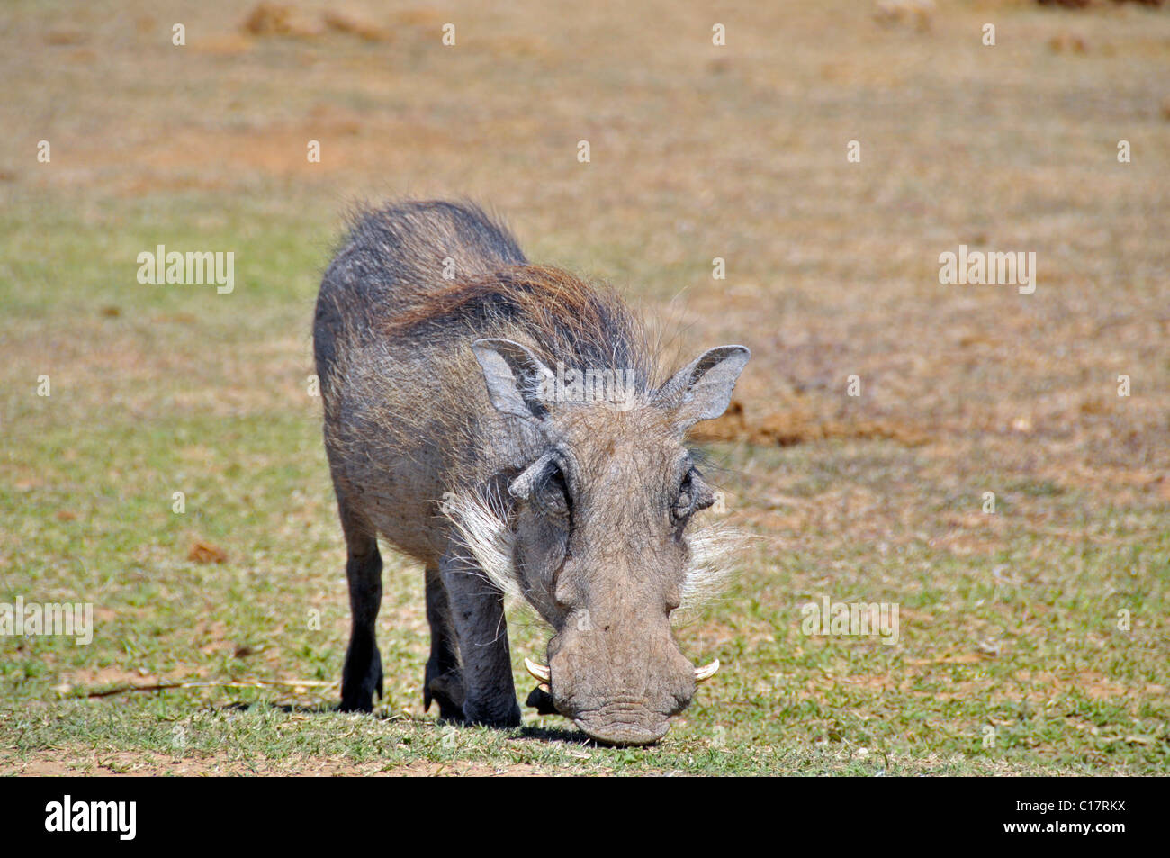 Desert Warthog (Phacochoerus aethiopicus), Addo Elephant Park, South ...
