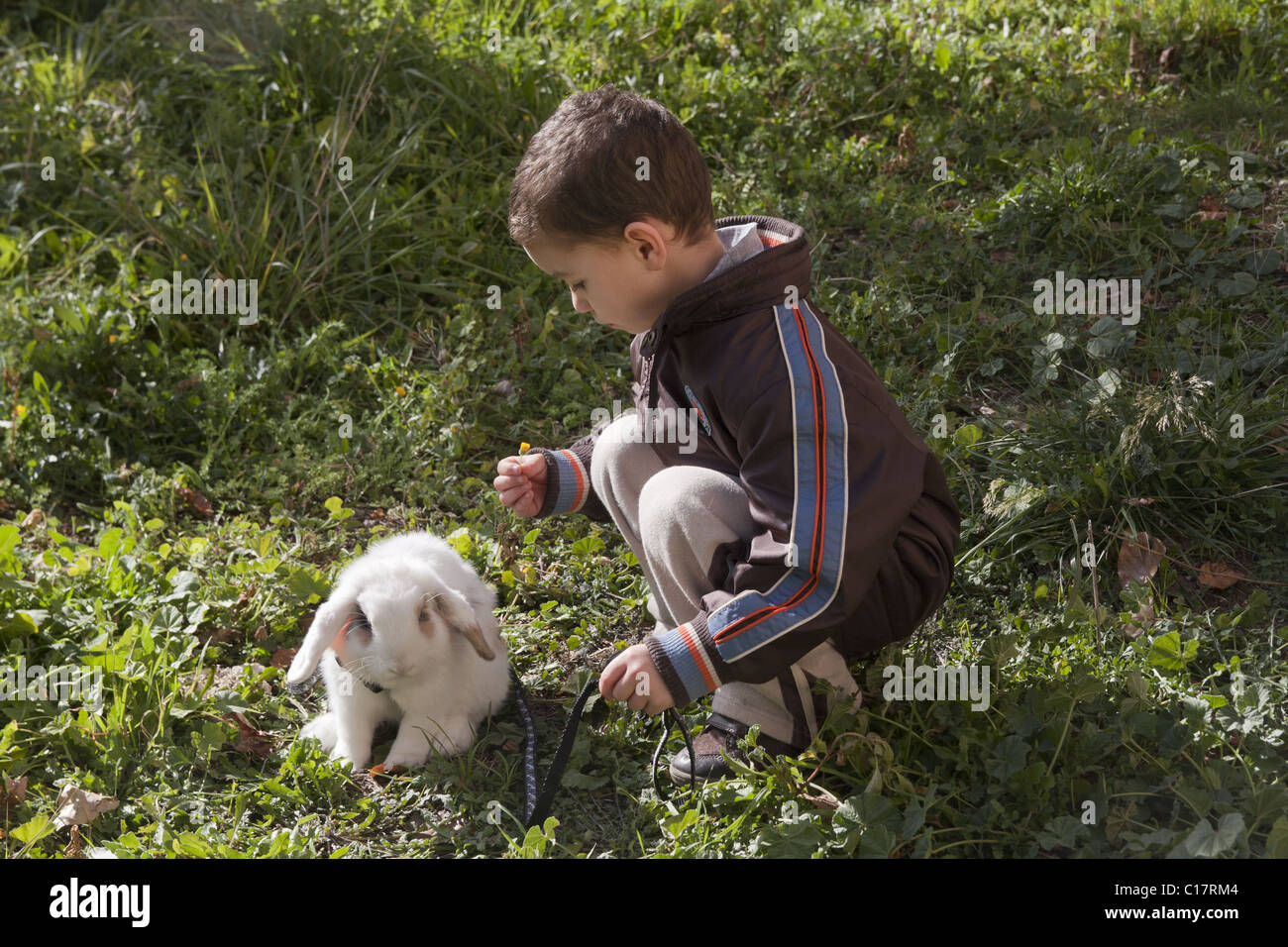 little boy with pet rabbit on lead Stock Photo - Alamy