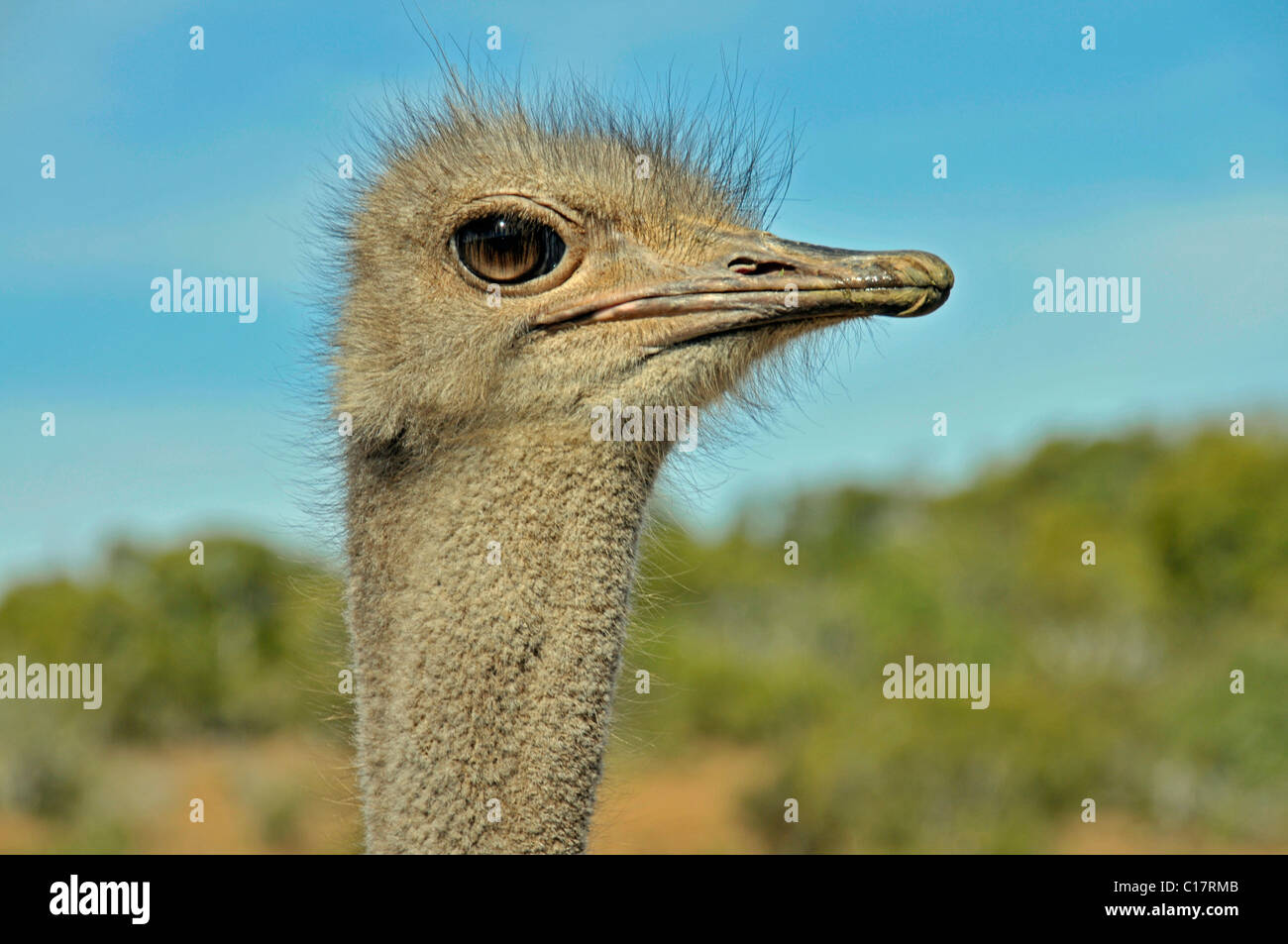 Elephant Bird Vs Ostrich