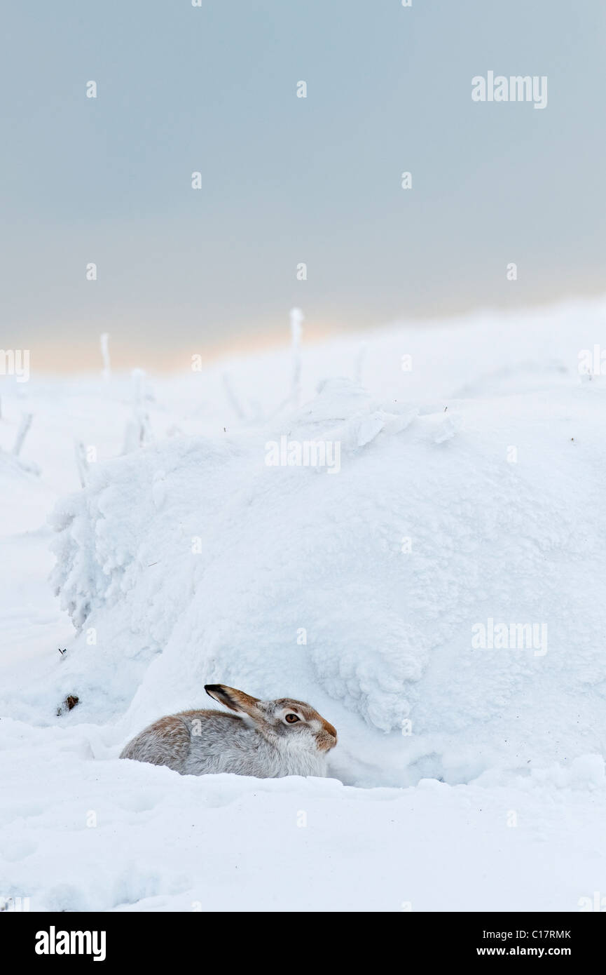 Mountain hare (Lepus timidus) in winter coat. Peak District, Derbyshire ...