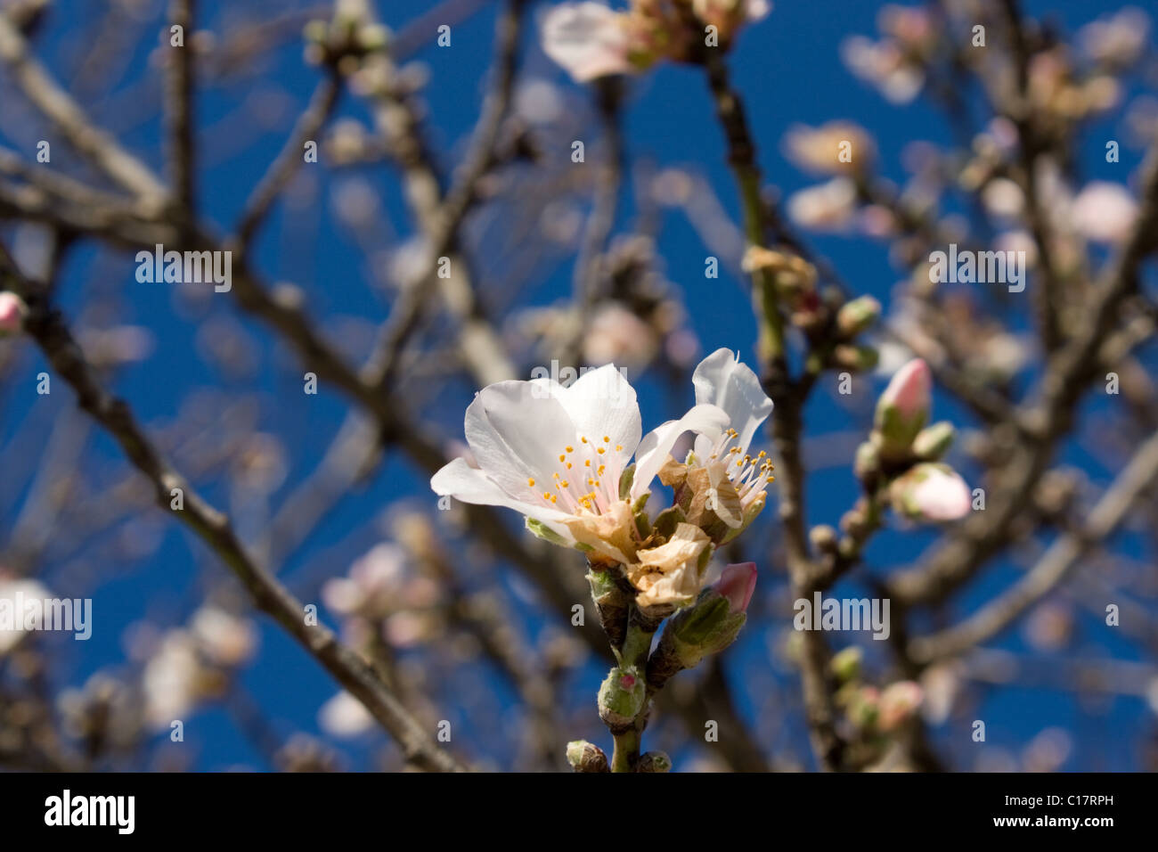 Almond tree hi-res stock photography and images - Alamy