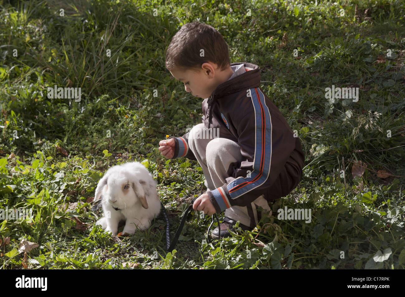 little boy with pet rabbit on lead Stock Photo - Alamy