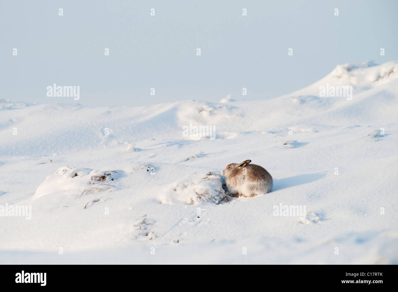 Mountain hare (Lepus timidus) in winter coat. Peak District, Derbyshire ...