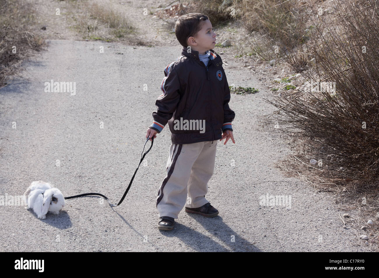 little boy walking pet rabbit on lead Stock Photo - Alamy