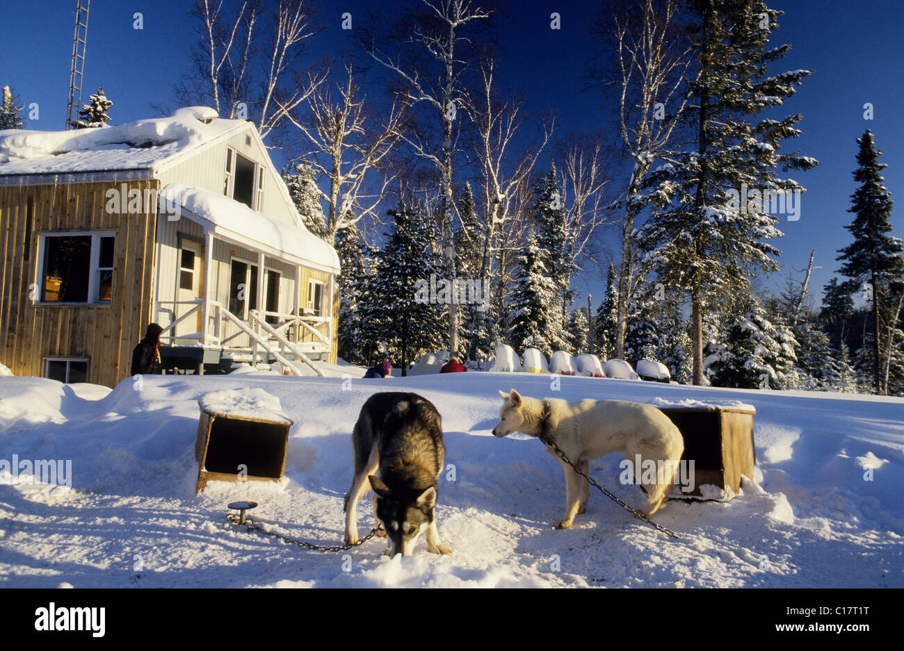 Canada, Quebec Province, huskies Stock Photo - Alamy