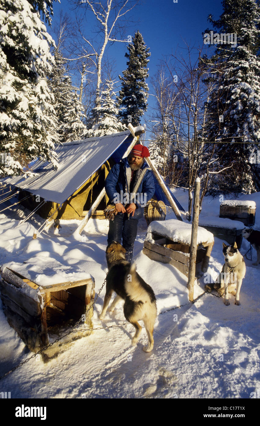 Canada, Quebec Province, trapper and his huskies Stock Photo - Alamy