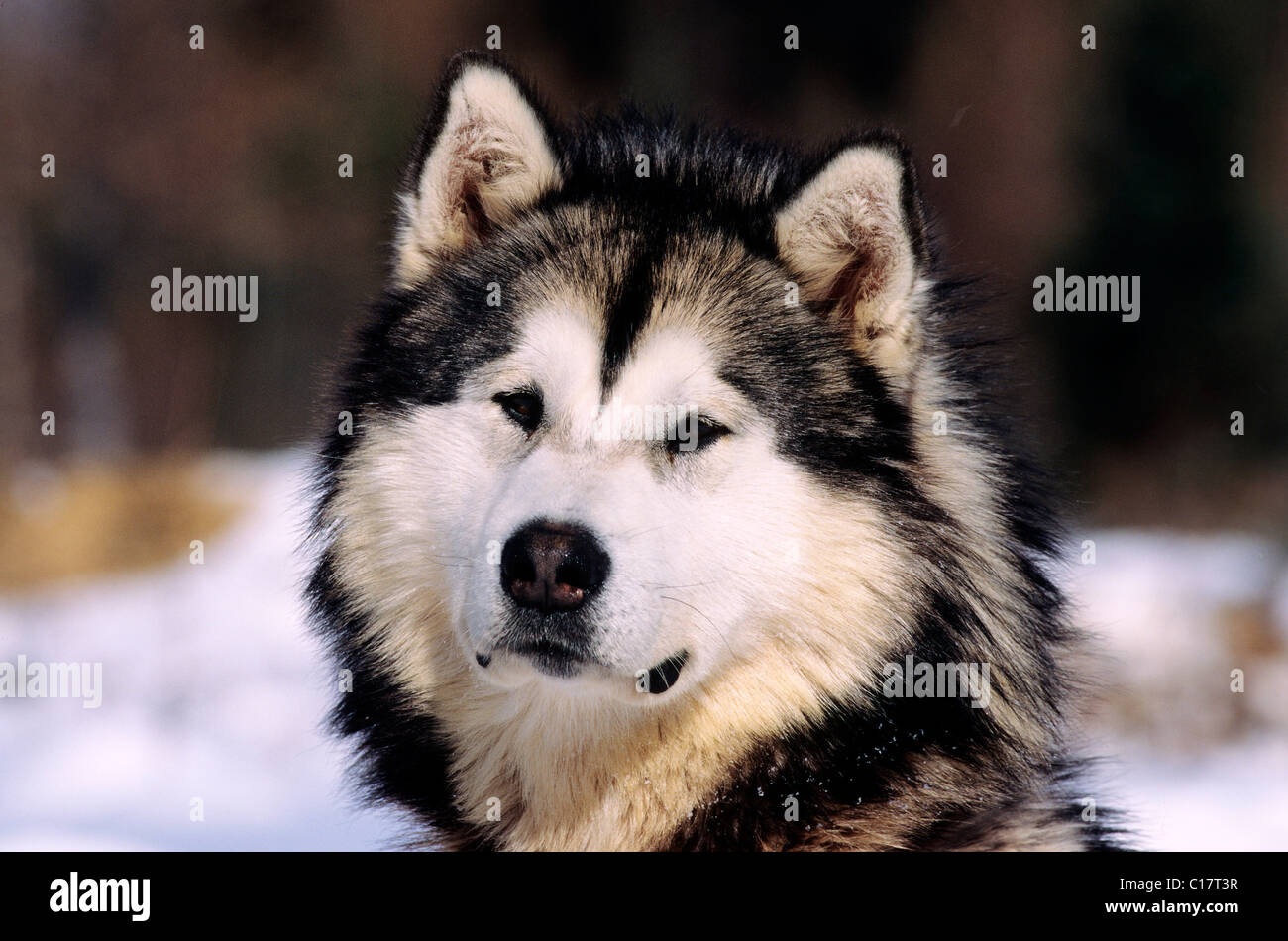 Canada, Quebec Province, Husky of Malamut race Stock Photo - Alamy
