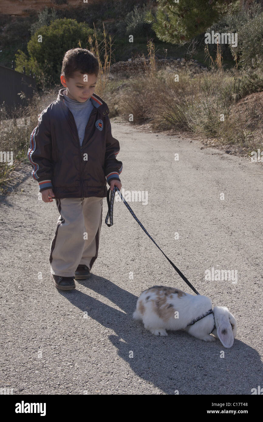 little boy walking pet rabbit on lead Stock Photo - Alamy