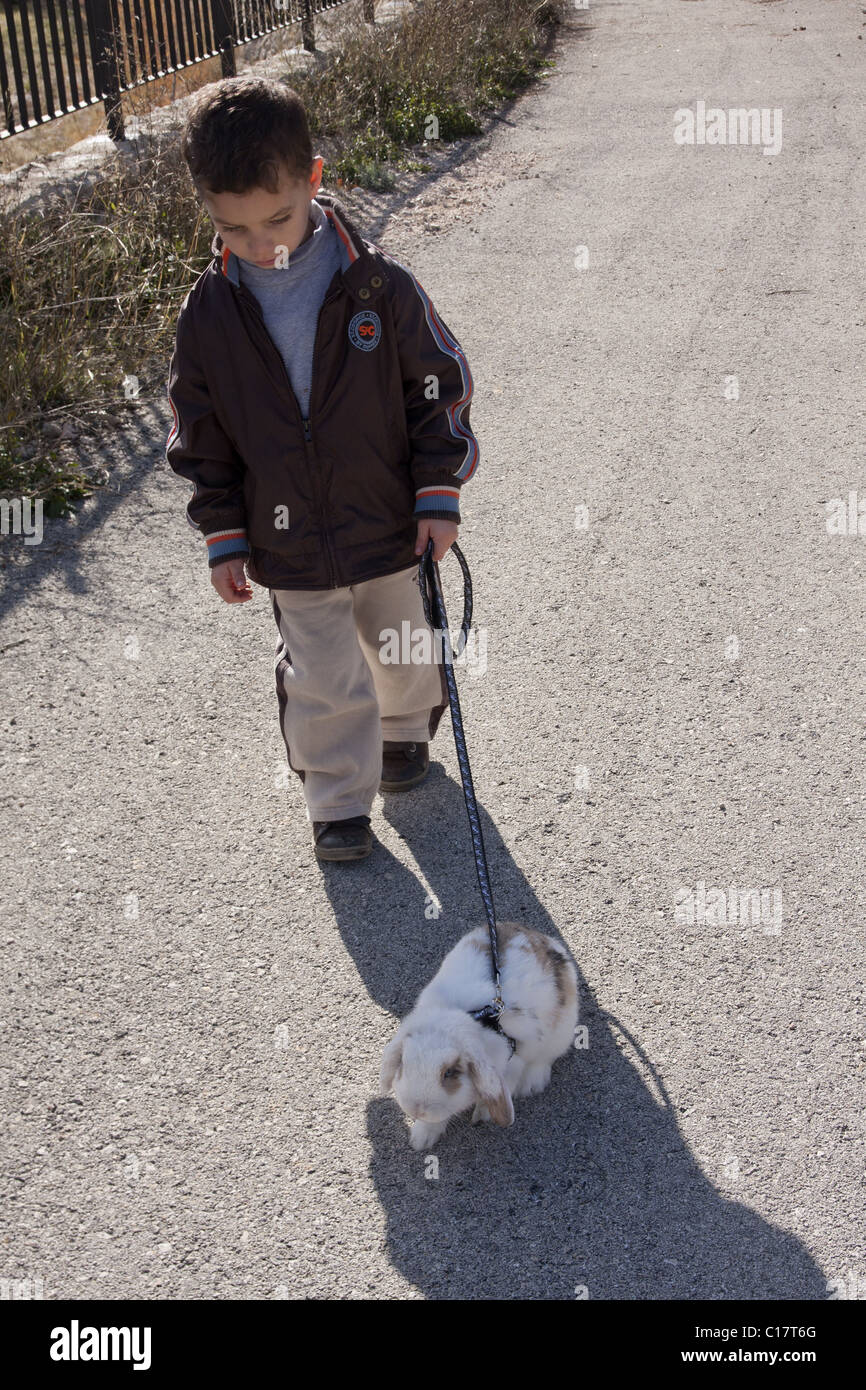 little boy walking pet rabbit on lead Stock Photo - Alamy