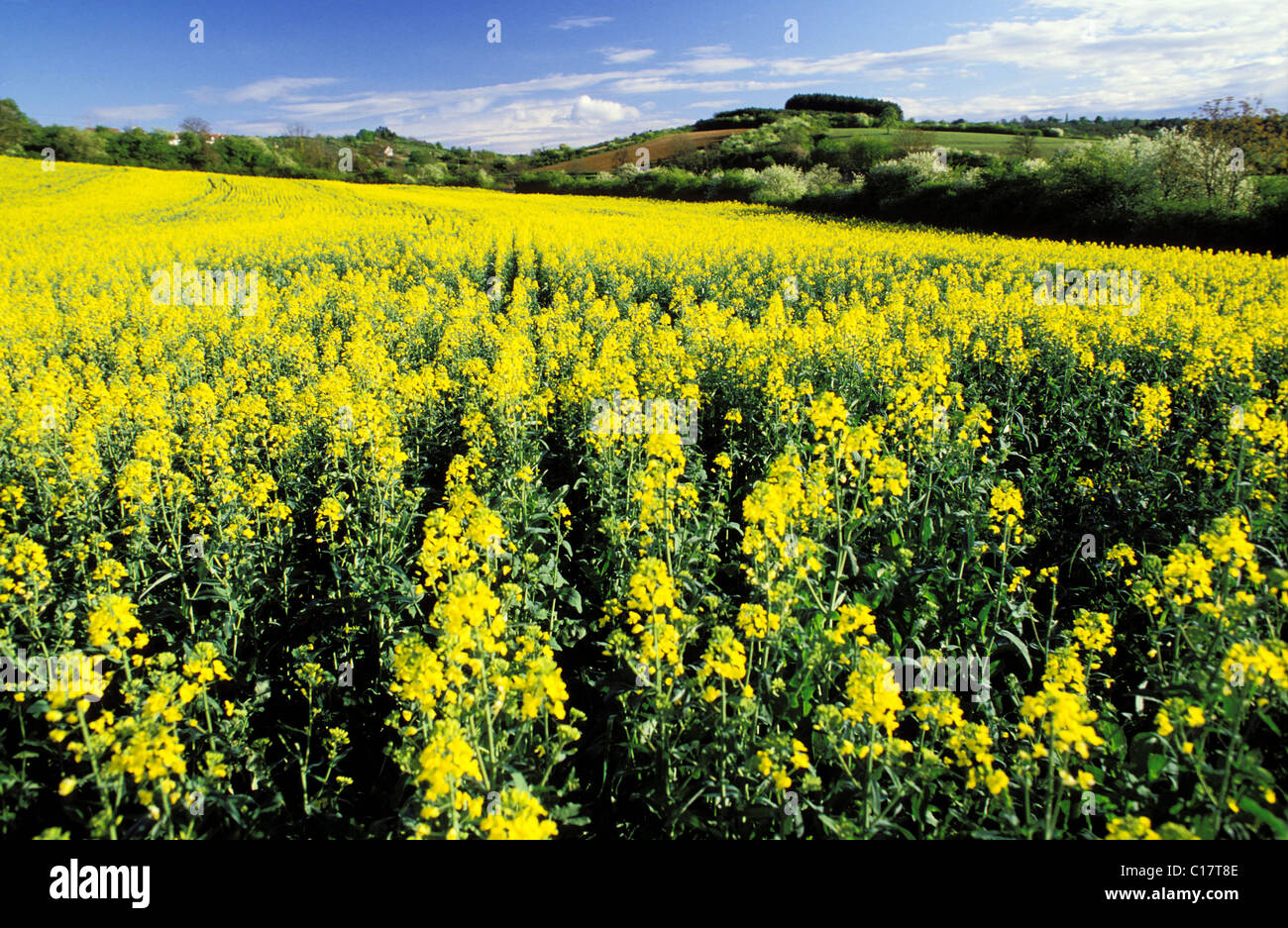 France, Yonne, colza field at springtime Stock Photo - Alamy