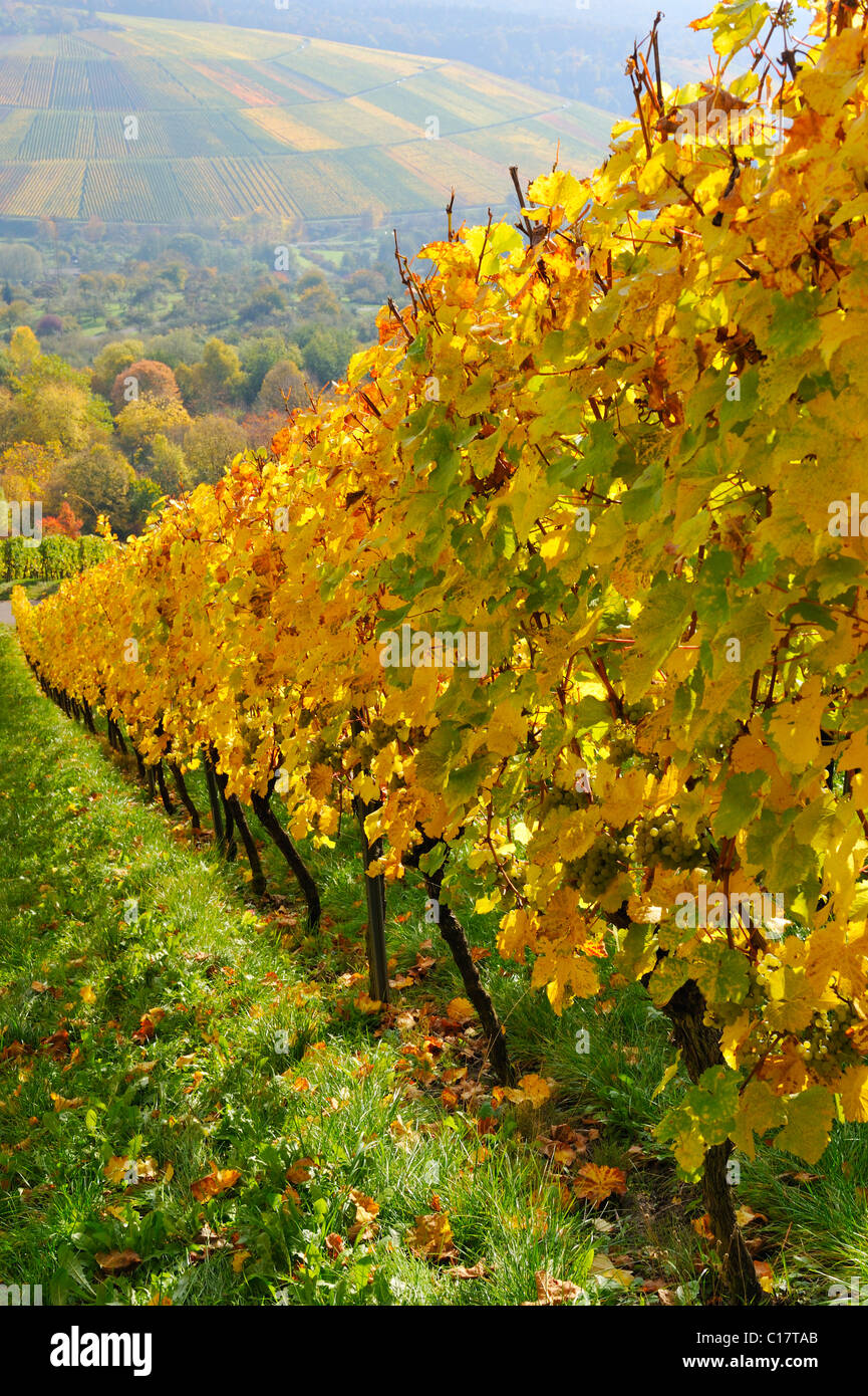 Riesling wine regions hi-res stock photography and images - Alamy