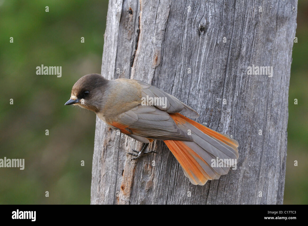 Siberian Jay (Perisoreus infaustus), Dalarna Sweden Stock Photo - Alamy