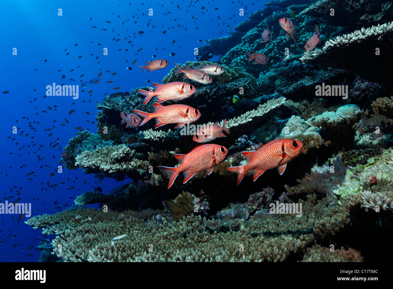 Soldierfish High Resolution Stock Photography and Images - Alamy