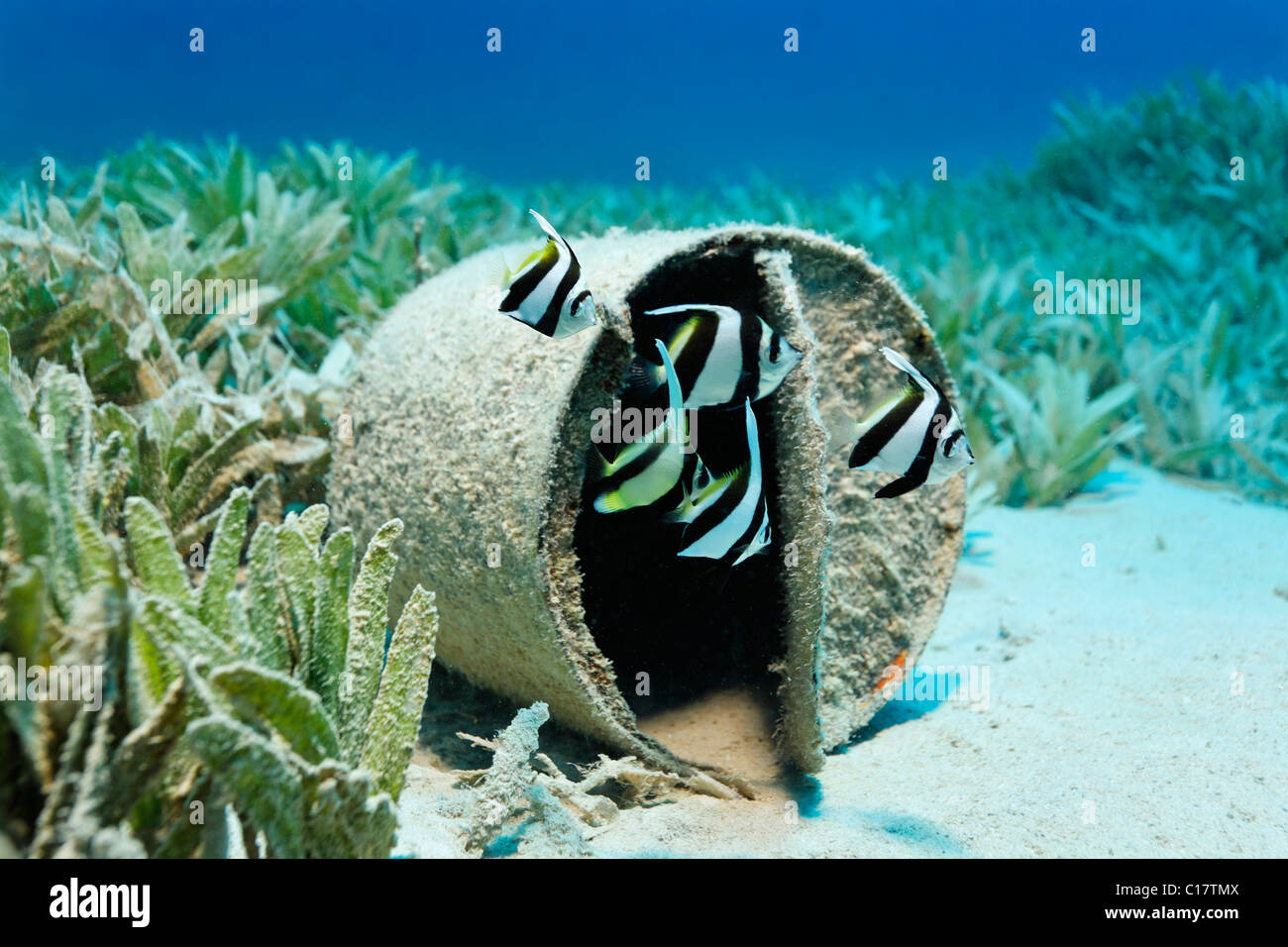 Refuge for juvenile Red Sea Flag Fishes (Heniochus intermedius) in a ...