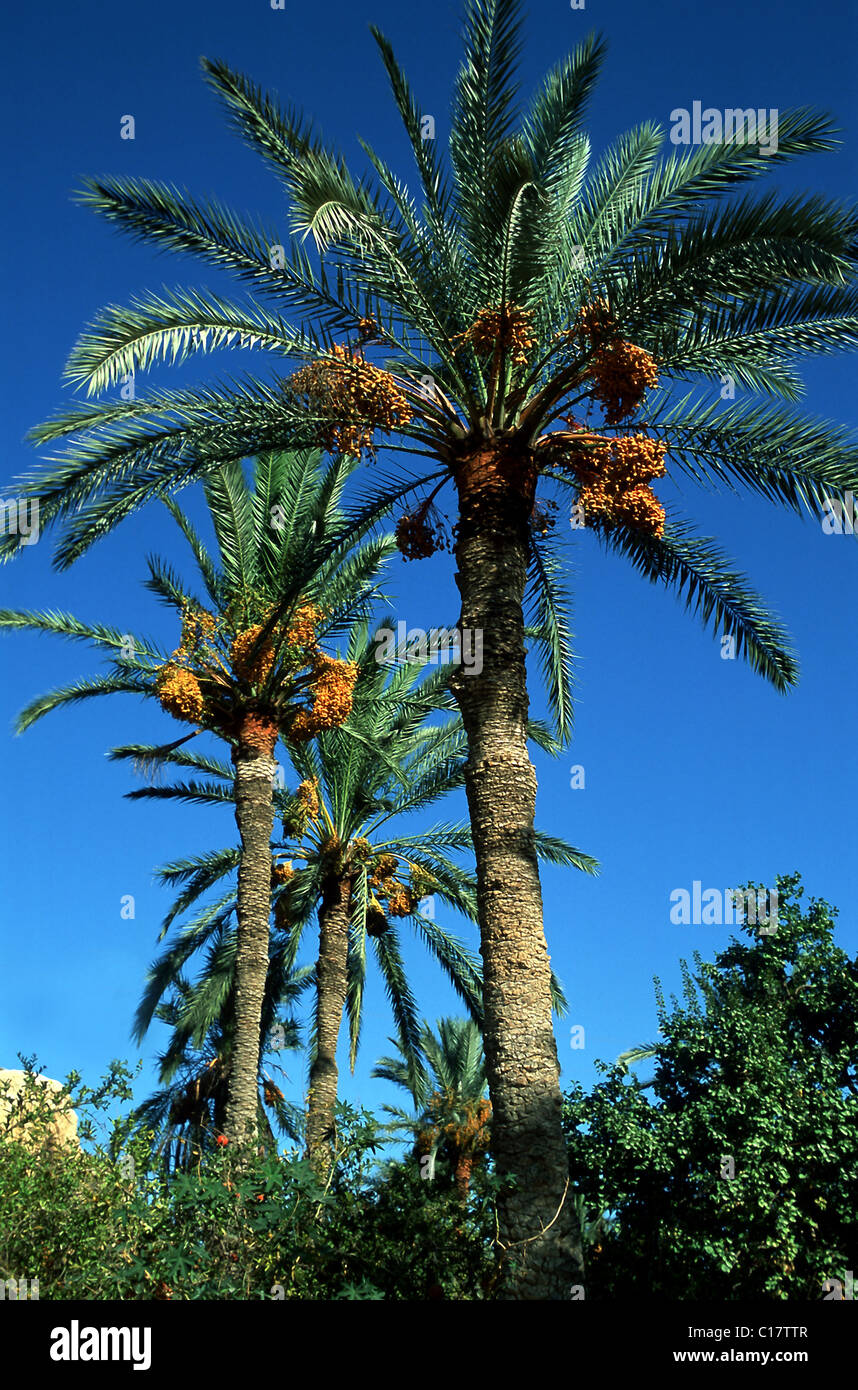 Gabes tunisia hi-res stock photography and images - Alamy